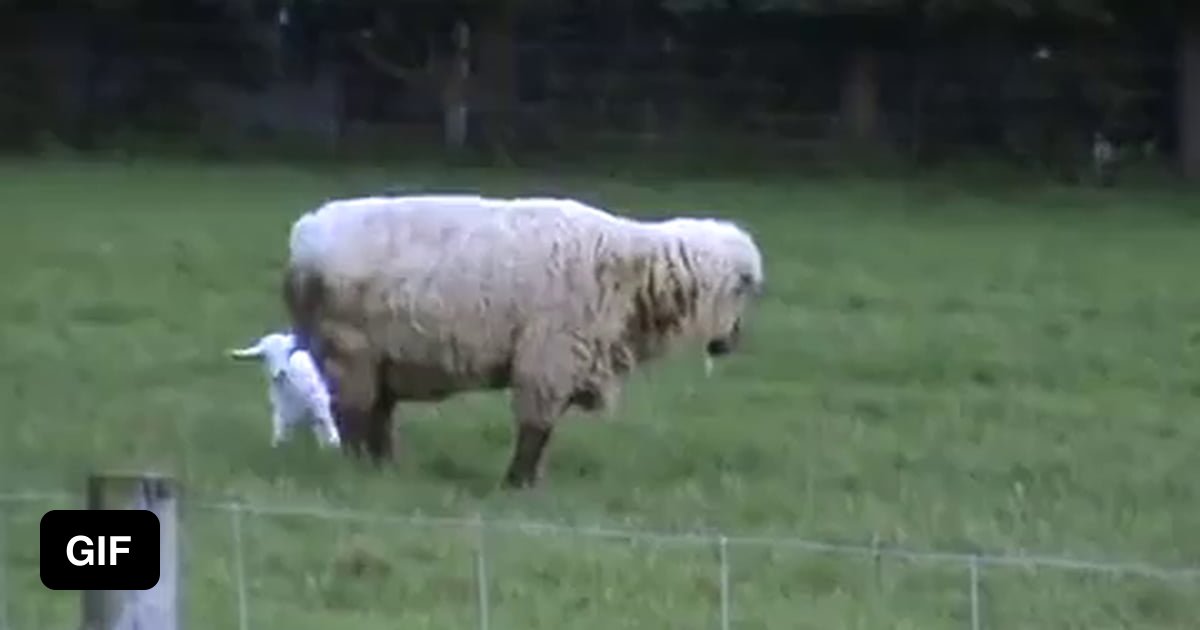 Onward, mighty sheep! - 9GAG