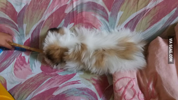 Our dog looks like a feather duster lol - 9GAG