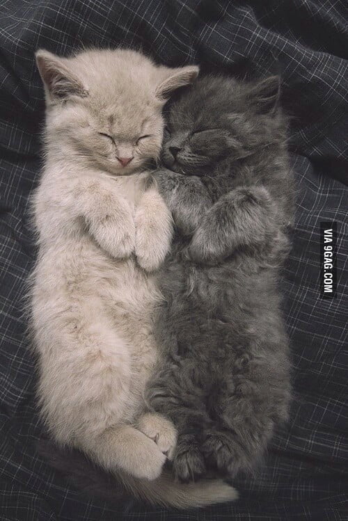 Soft kitty, warm kitty, little ball of fur. - 9GAG