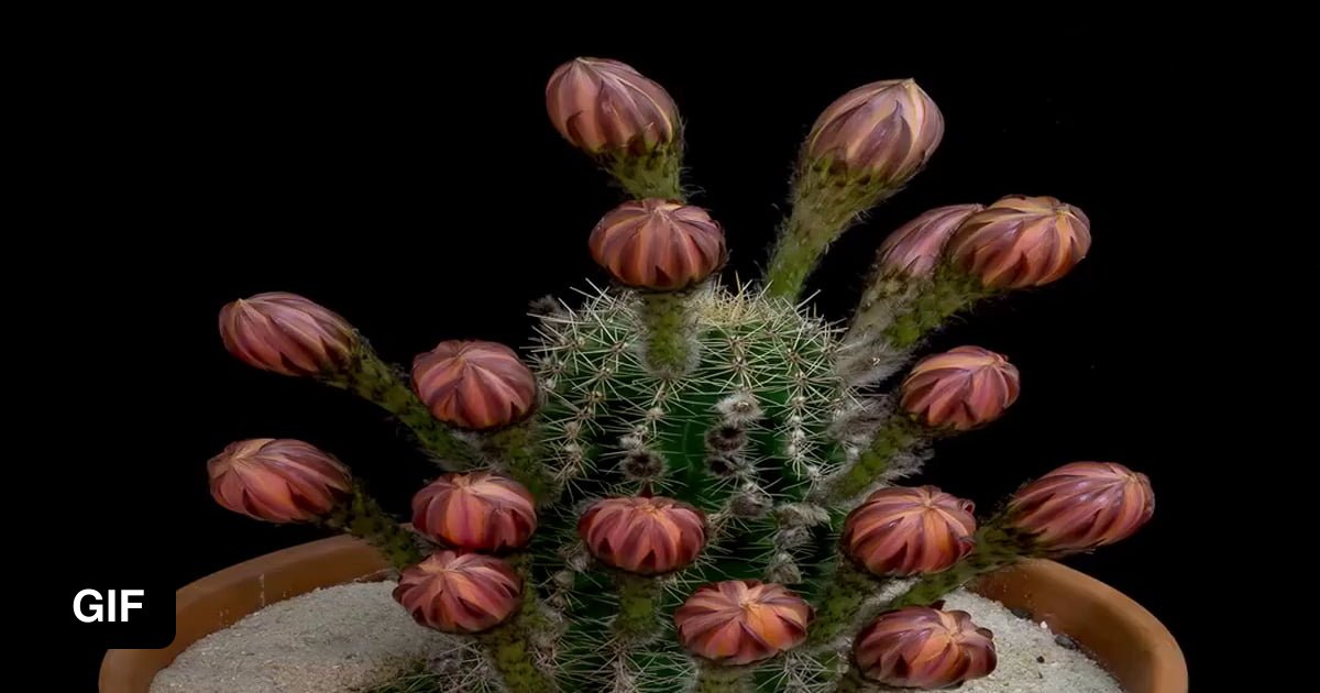 This blooming cactus - 9GAG