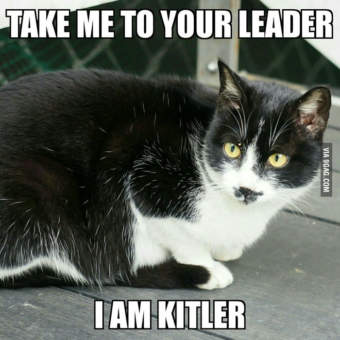 Hitler Cat is Kitler - 9GAG