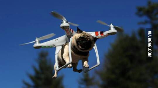 What the flying pug?! - 9GAG