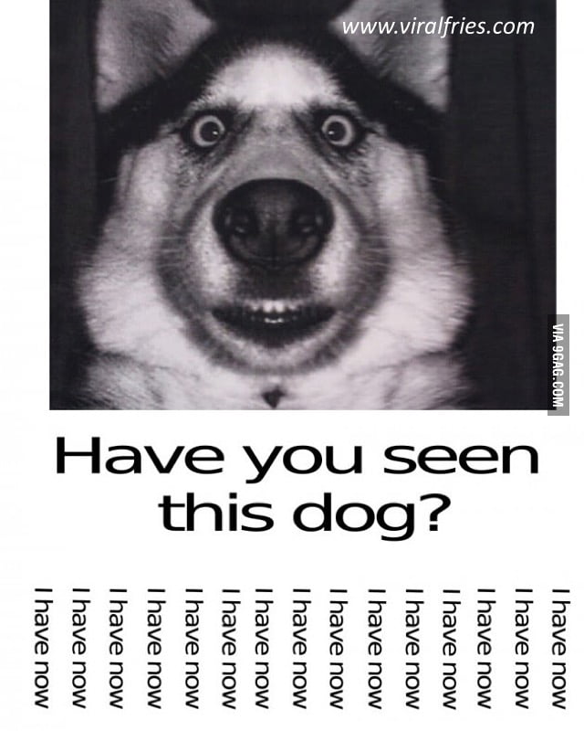 Have You Seen This Dog? - 9GAG