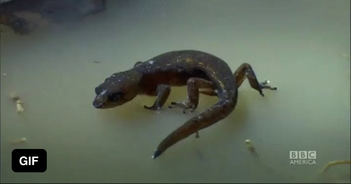 The Pygmy Gecko is a tiny, light creature with hydrophobic skin. - 9GAG