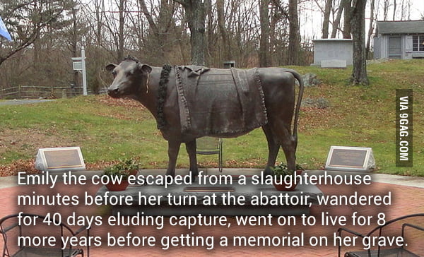 Emily the cow - 9GAG