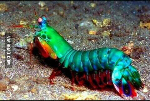 Multi-Coloured Mantis Shrimp, One of the rarest Crustaceans in the ...