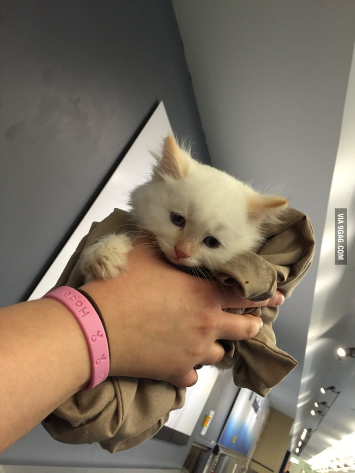 Sad kitty is sad. - 9GAG