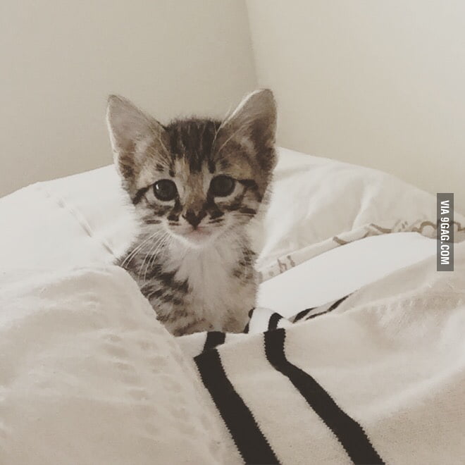 9 gag made me get a cat - 9GAG