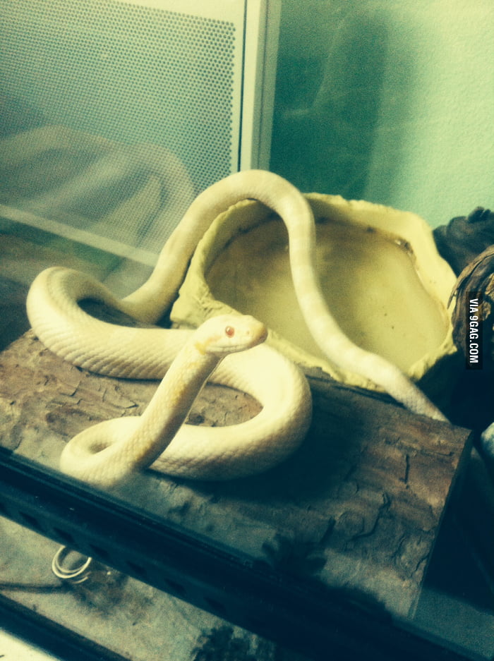 My cute snek - 9GAG