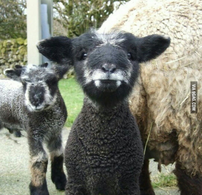 Little vampire sheep - 9GAG