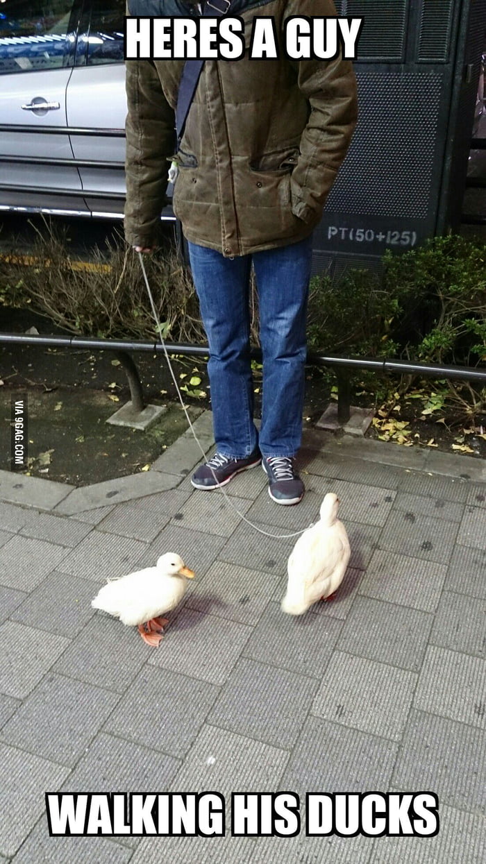 I've never seen a guy walking his ducks on the street. - 9GAG