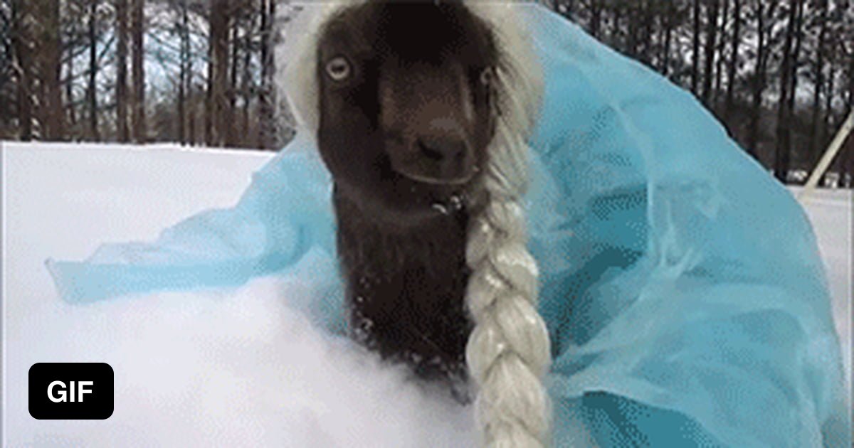 Let it goat - 9GAG