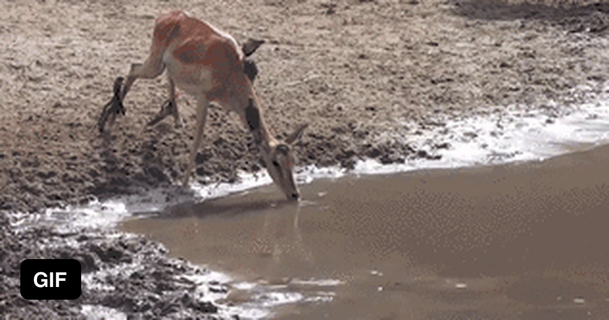 Later Alligator - 9GAG