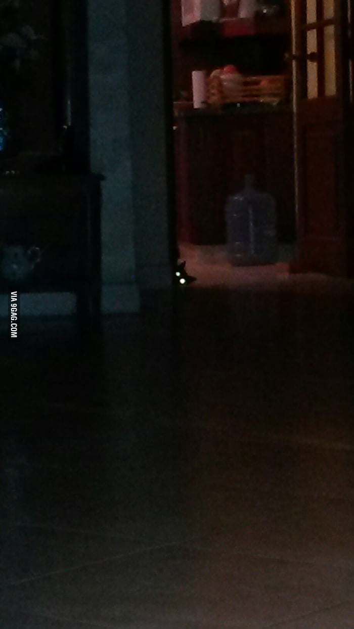 The real Catman - 9GAG
