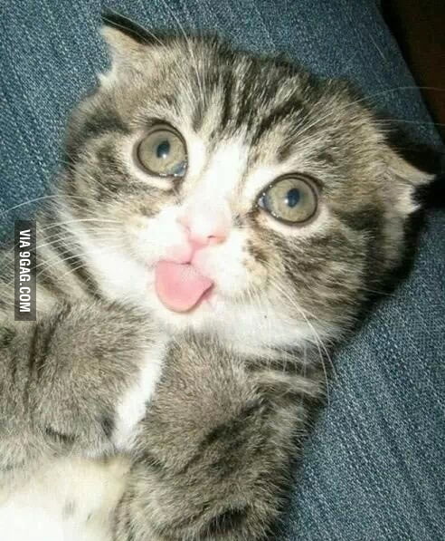 This cat is a little derpy. - 9GAG