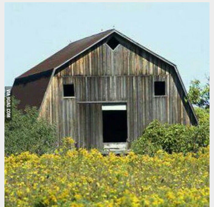 Surprised barn has seen something horrible! - 9GAG