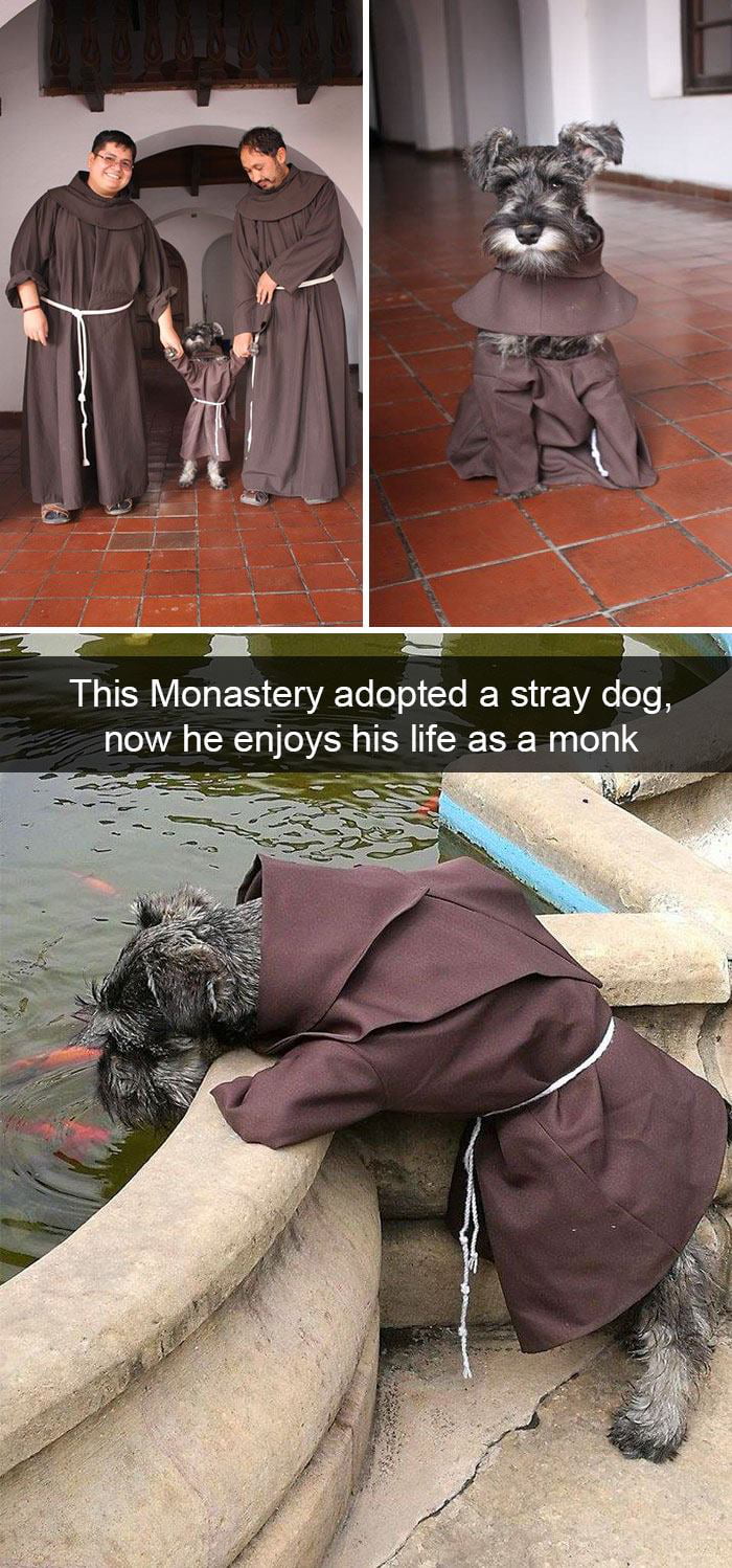 Holy pupper - 9GAG