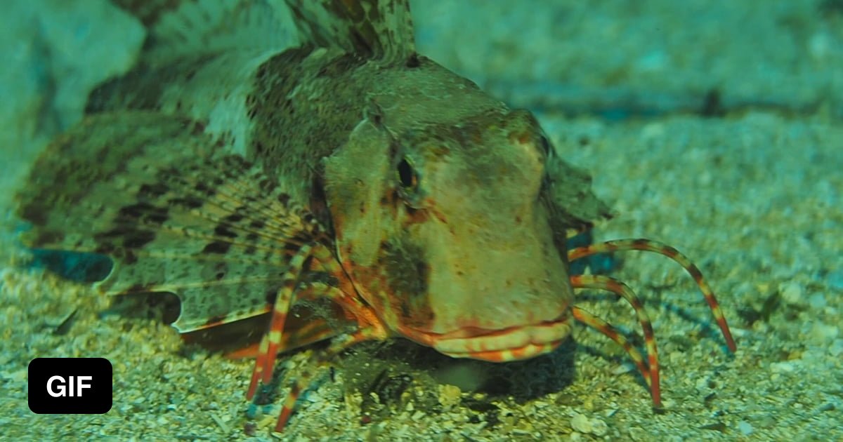 The Gurnard's fins have evolved into leg-like spines, that it uses to ...