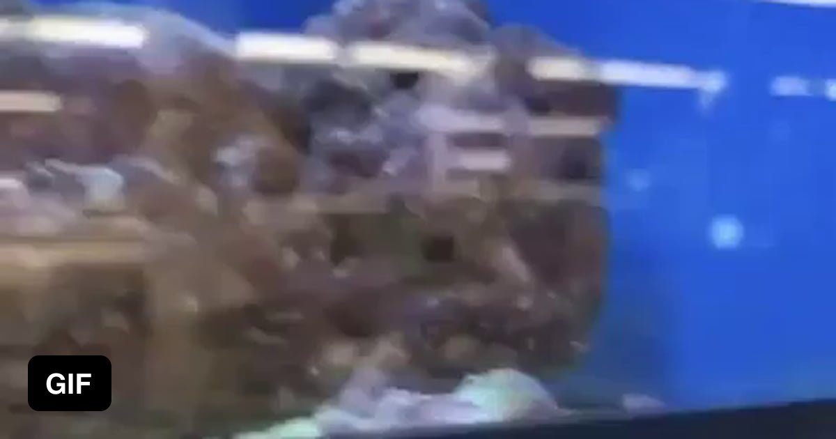 Playing peek-a-boo with a fish - 9GAG