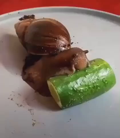 A slug eating cucumber - 9GAG