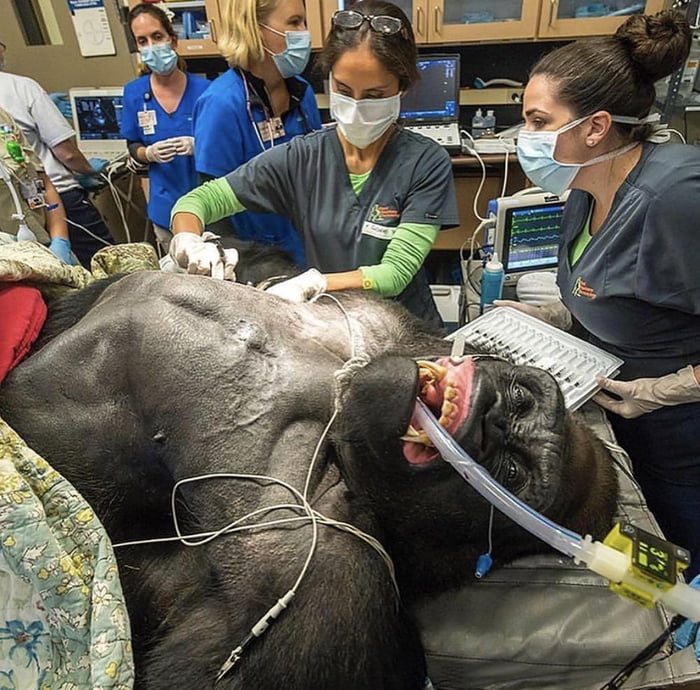 Just a gorilla getting a physical check up. - 9GAG