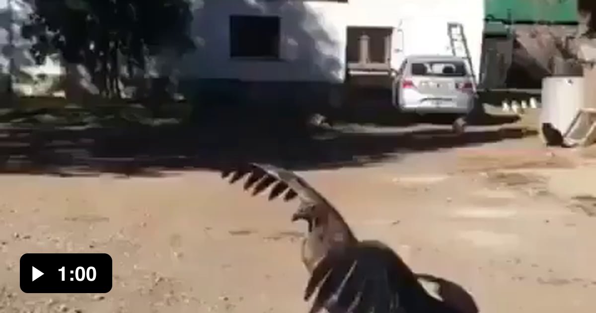 Giant Condor flies in to thank this man who nursed him back to health ...