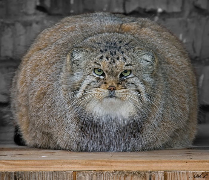 Pallas's cats (or manuls) appear to be bigger and heavier than they ...