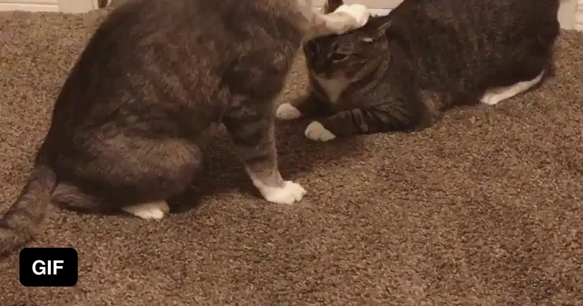 Cat exorcism - 9GAG