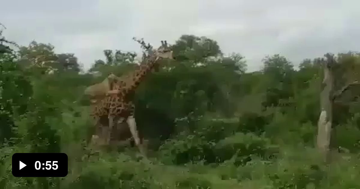 1 defiant giraffe vs. 6 fully grown lioneses. According to the ...