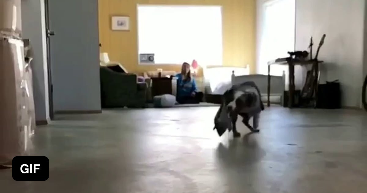 Doggo.exe has failed. Please try again later - 9GAG