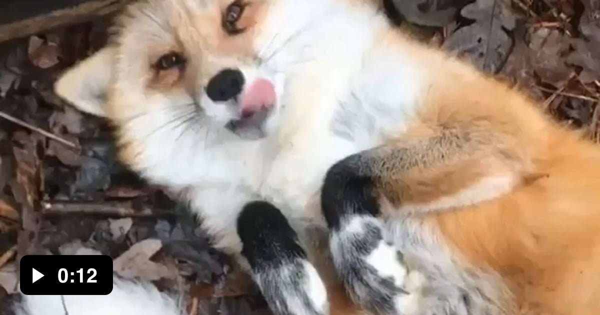 Griffin the fox lives at a sanctuary where he enjoys pets once in a ...