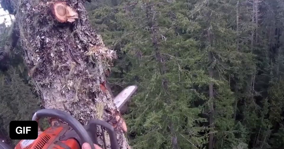Tree topping at 60+ meters. - 9GAG