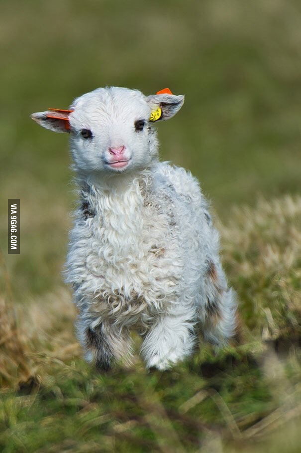Just a very cute little baby lam to make you smile .. - 9GAG