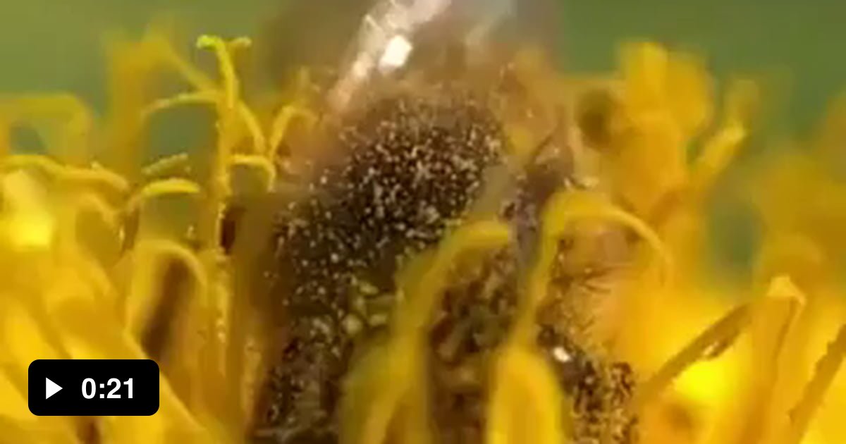 Honey bee using static electricity to attract pollen - 9GAG