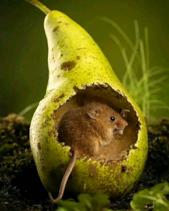 Mouse eating a pear. A place to call home 🍐🐭 - 9GAG