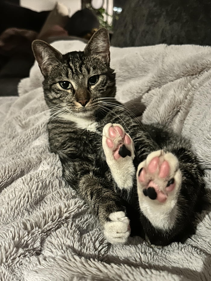 Toe Beans 😻 - 9GAG