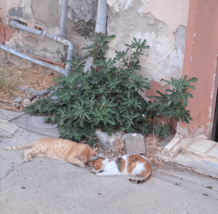 Weird cat behavior - 9GAG