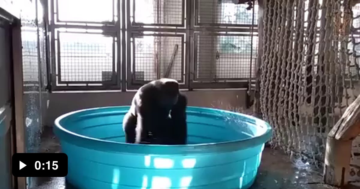 Just a gorilla taking a bath - 9GAG