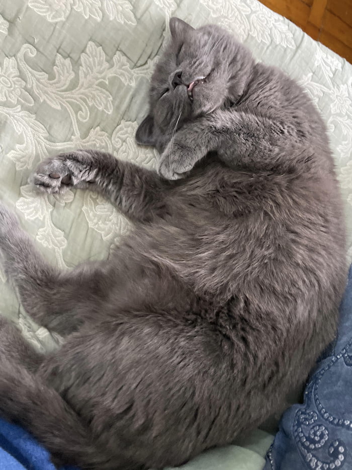 We adopted an 8 year old kitty today! ;3 💕 - 9GAG