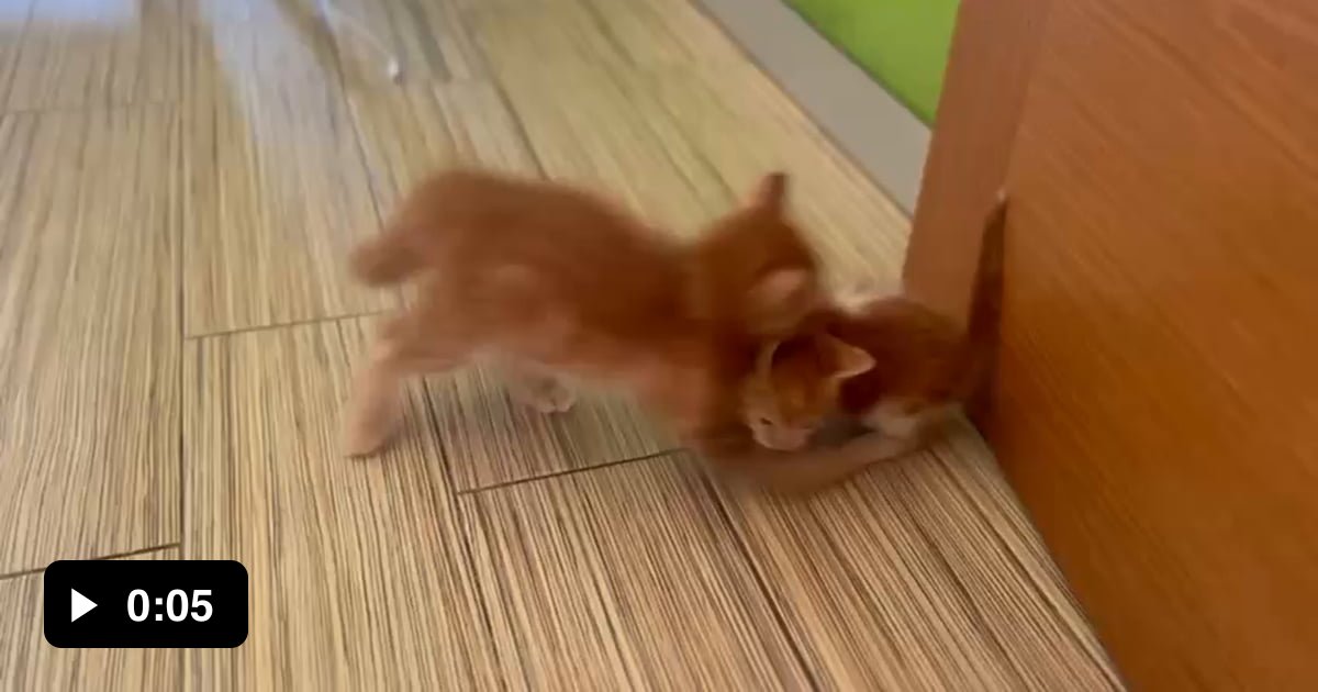 Gato and Otrogato - 9GAG