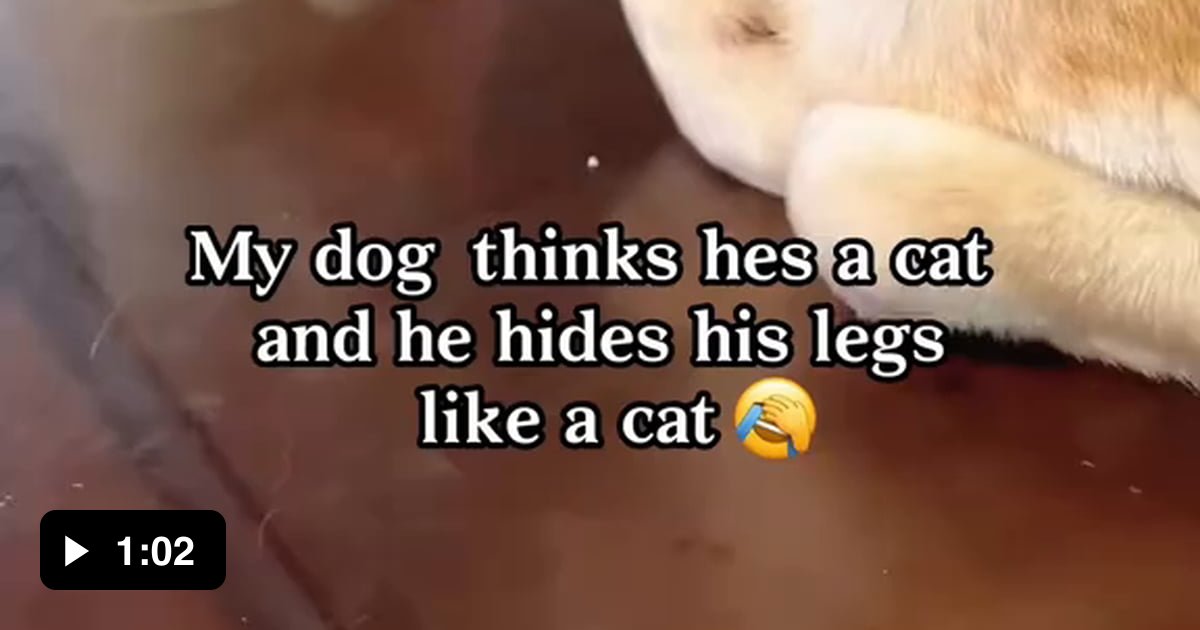 Literally, copy (the) cat - 9GAG