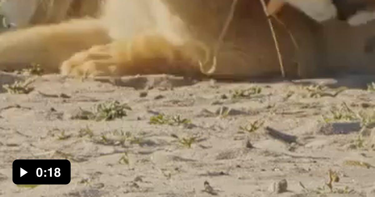 Mom knows best how to carry her little one. - 9GAG