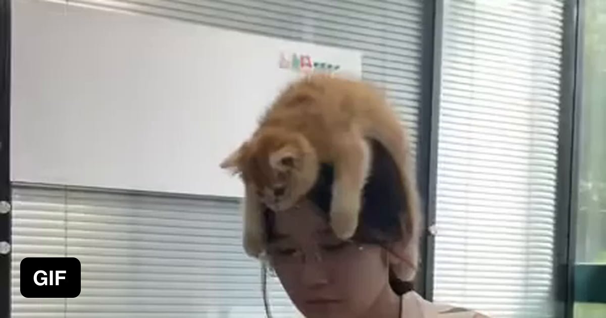 Maybe, let me put on my thinking Cat - 9GAG