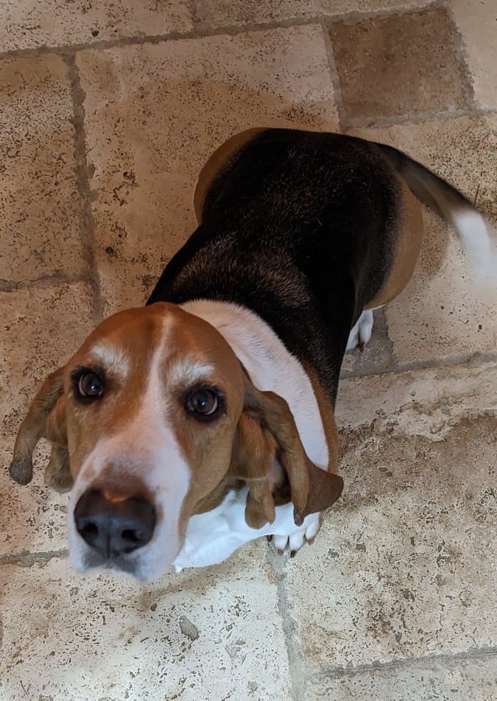 Just lost my best friend today, it was hard af but it's better for him. R.I.P my friend - 9GAG