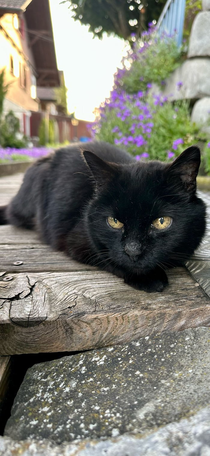 after-16-wonderful-years-i-had-to-say-goodbye-to-my-beloved-friend