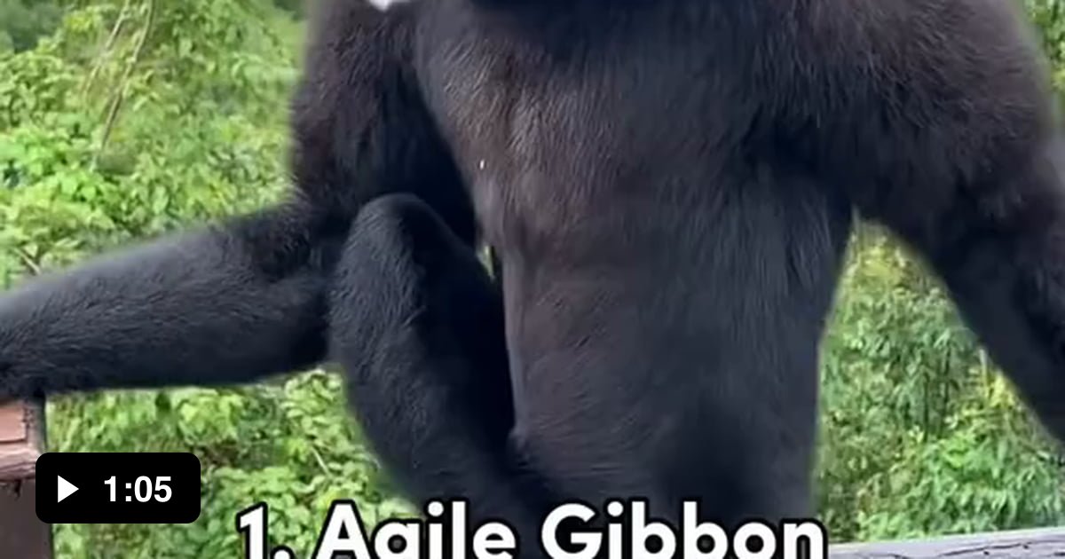 Weird sounds of different monkeys - 9GAG