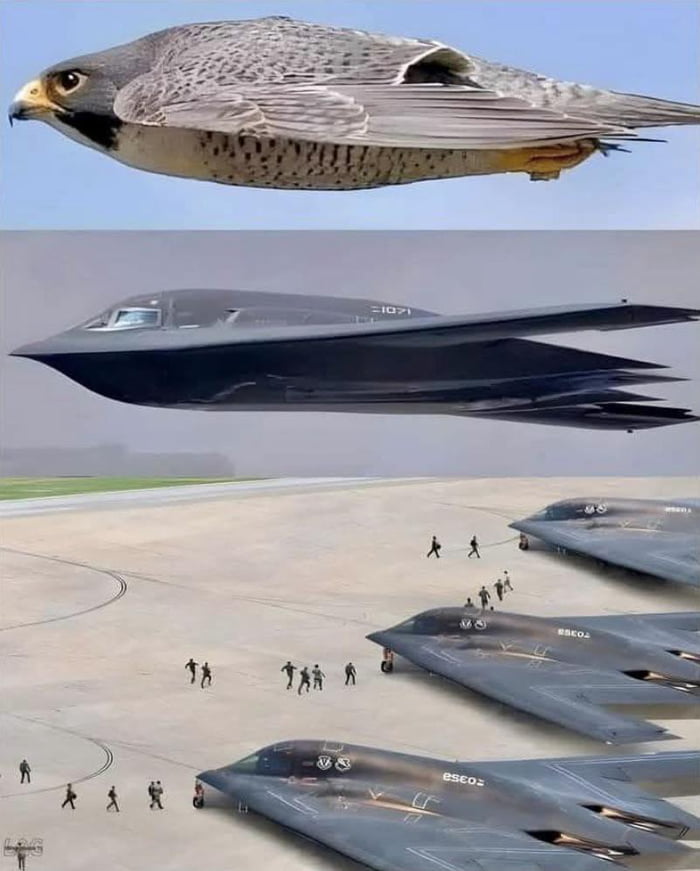 The peregrine falcon, diving at 400 km/h, stays unaffected by air ...