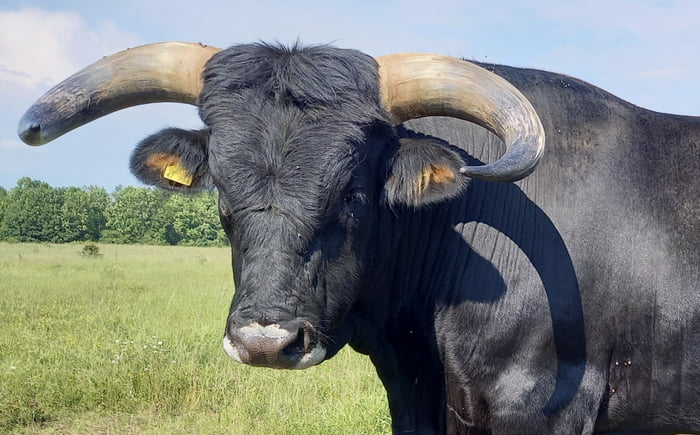 Of Auroch horns (back breeding programme) - 9GAG