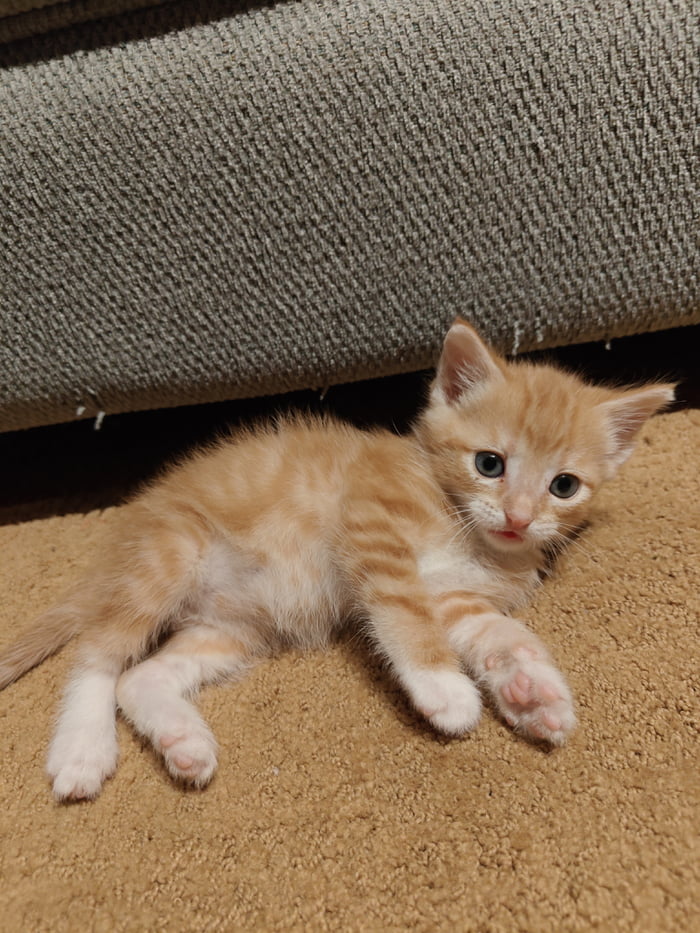 Cat distribution system strikes again. His mother was struck by a car ...