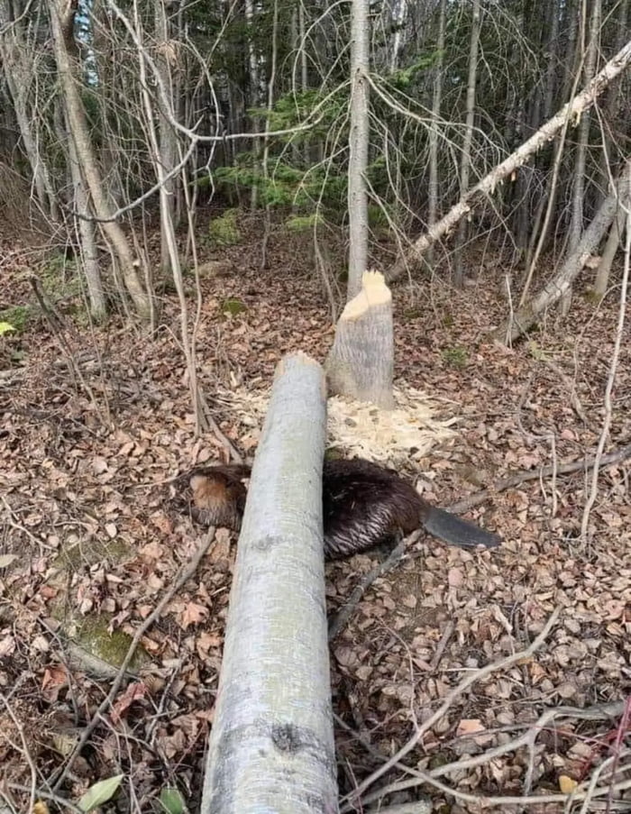 Bobr got Kurwa'd - 9GAG